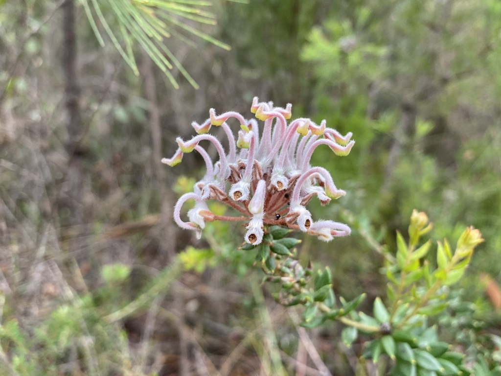 Grey Spider Flower from Ku-Ring-Gai Chase National Park, Mt Kuring-Gai ...