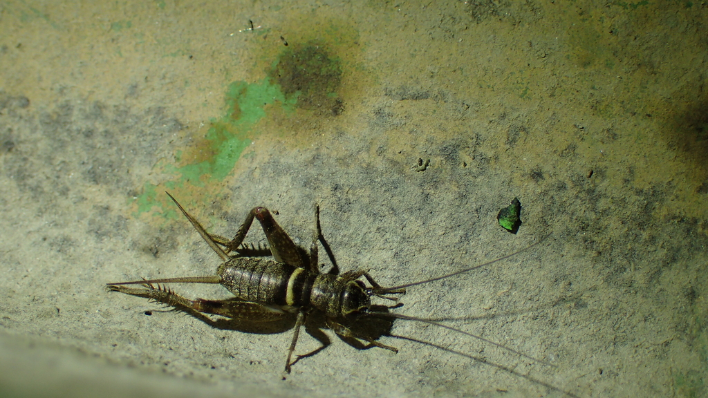 Teleogryllus mitratus from Kam Tin, Hong Kong on January 27, 2021 at 09 ...