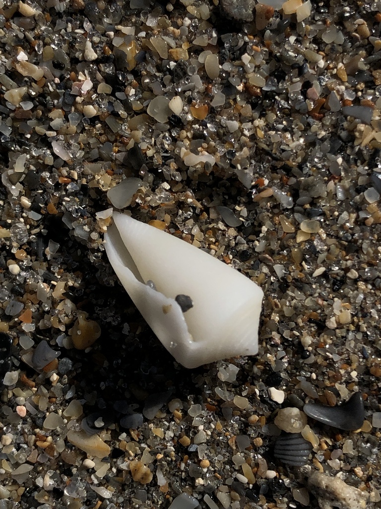 Ladder Cone from Dr. Von D. Mizell-Eula Johnson State Park, Hollywood ...