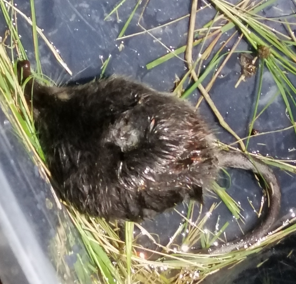 Pyrenean Desman in September 2020 by Paulo Alves. Animal capturado e ...