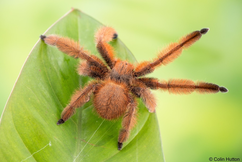 Lion Spider from Alaotra-Mangoro, Madagascar on March 05, 2019 at 01:03 ...