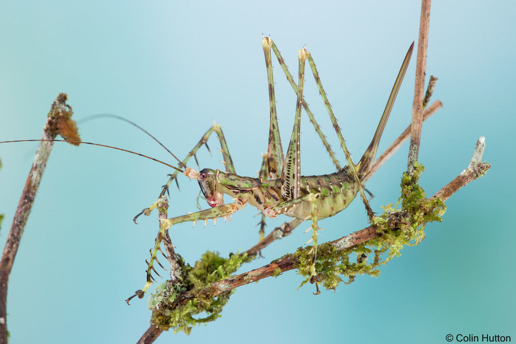 Poecilomerus saga from Alaotra-Mangoro, Madagascar on March 05, 2019 at ...