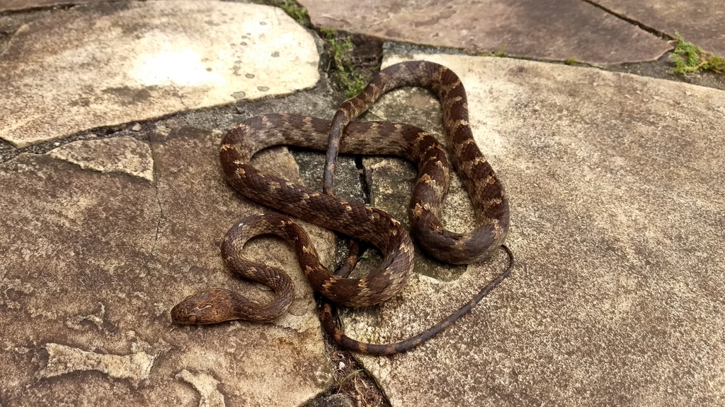 Brazilian Spotted Night Snake (Siphlophis longicaudatus) - Snakes and ...