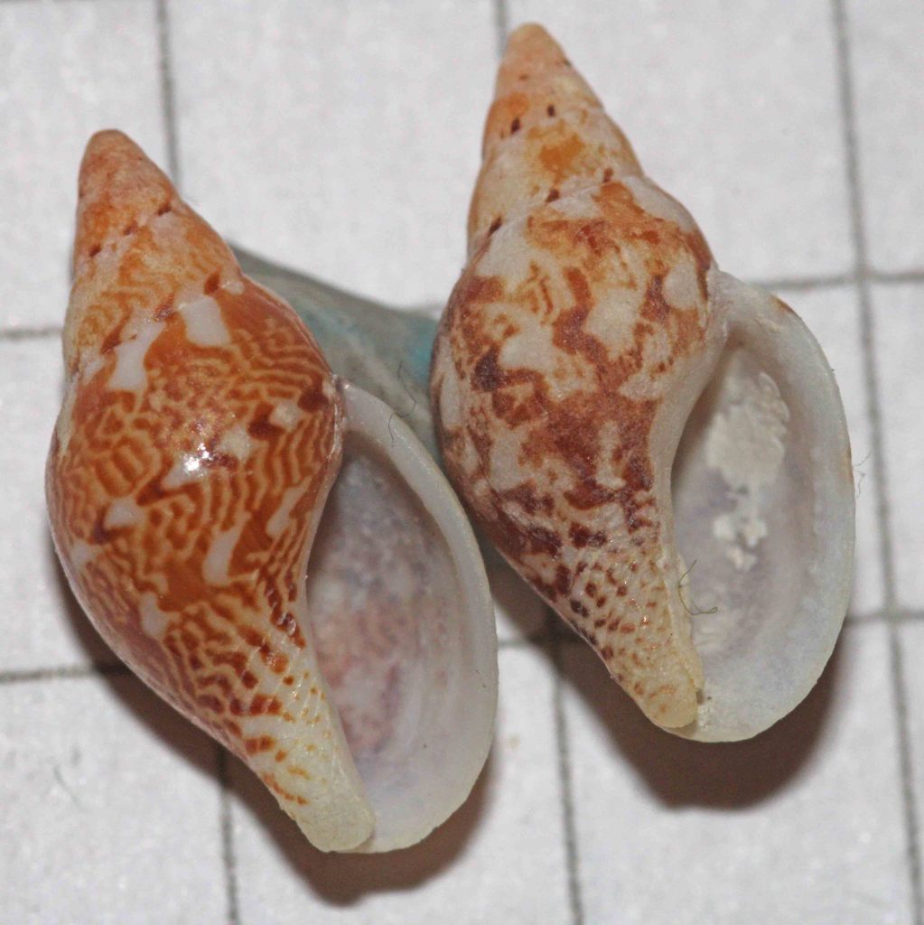 Smooth Dove Shell from Dominicus, Dominikanische Republik on December ...