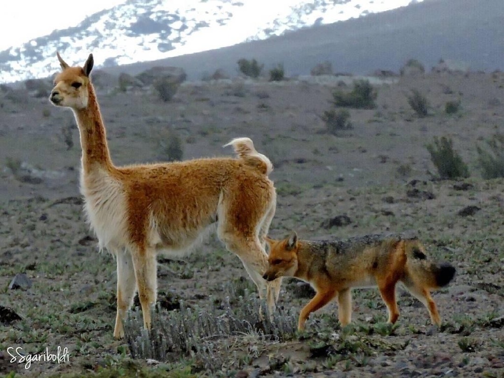Ecuadorian Culpeo from Reserva de Producción de Fauna Chimborazo ...
