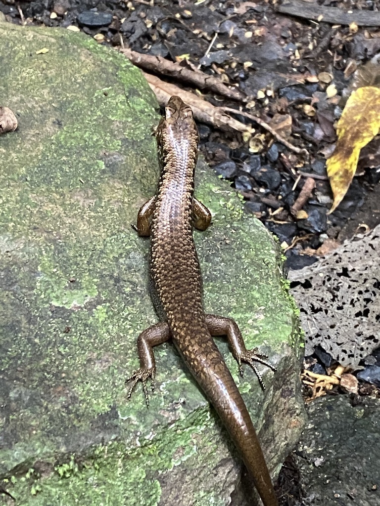 Blue-speckled Forest Skink from Oxley Wild Rivers National Park, Walcha ...