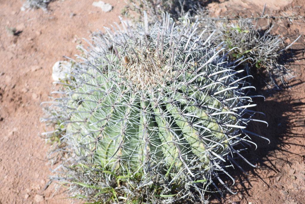 barrel cactuses in January 2021 by Holly Boom · iNaturalist