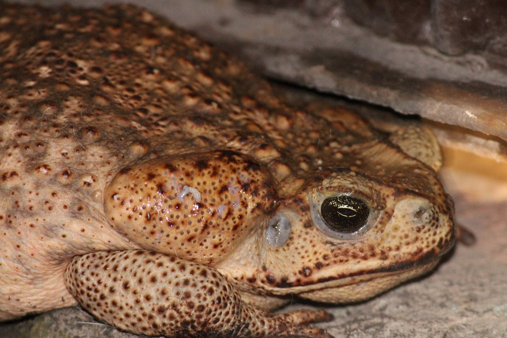 Giant Toad from Avenida 5, Yanga, VER, MX on February 01, 2021 at 07:54 ...