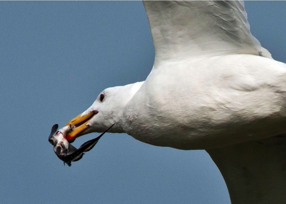 Spotted Ratfish from Capital, BC, Canada on March 15, 2011 by Garry ...