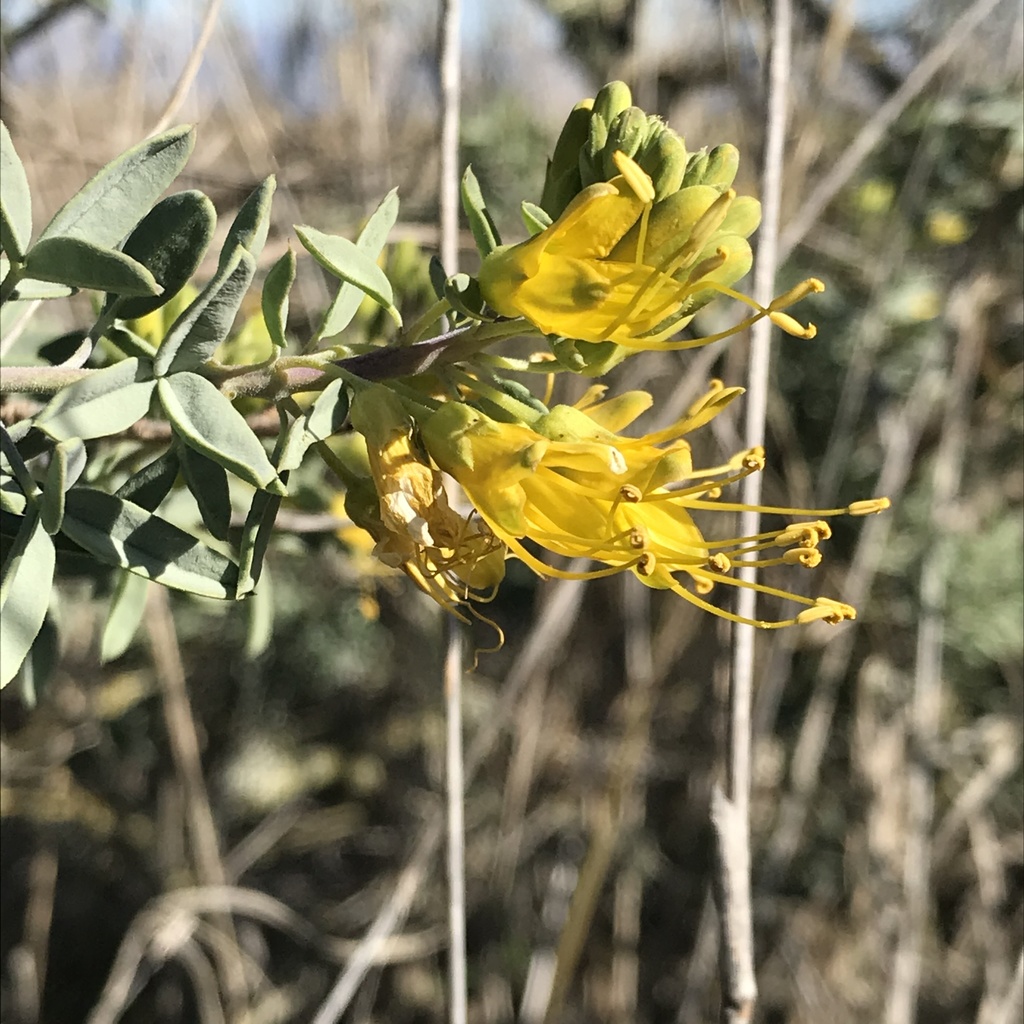 Bladderpod from Baylands Nature Preserve, Palo Alto, CA, US on February ...