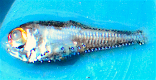 Bigeye Flashlightfish (Protomyctophum thompsoni) · iNaturalist United ...