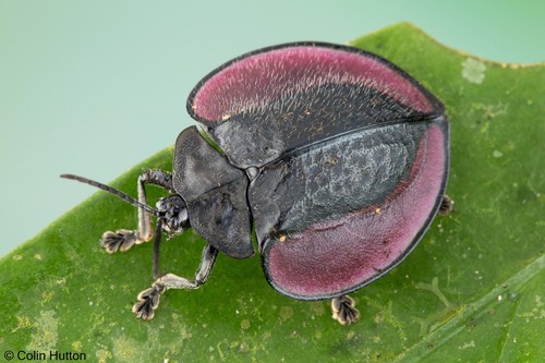 Stolas saundersi · iNaturalist