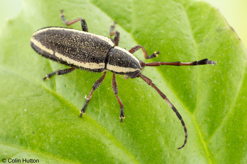 Genus Eumimesis · iNaturalist