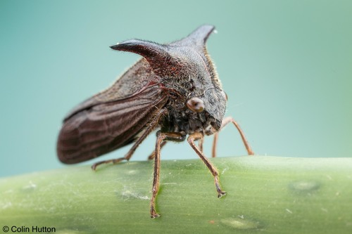 Genus Alcmeone · iNaturalist