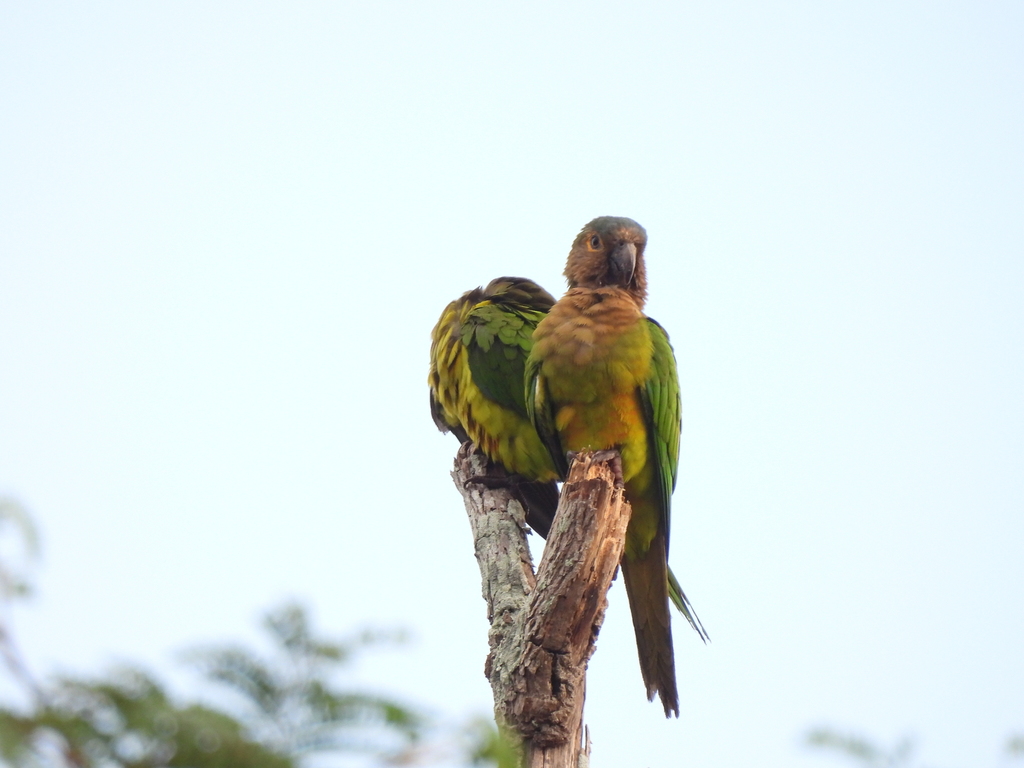 Brown-throated Parakeet from 5 de Outubro, Boa Vista - RR, Brasil on ...