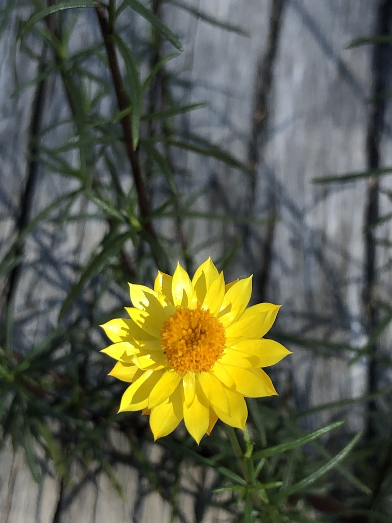 sticky everlasting from Dandenong Creek Trail, Dandenong North, VIC, AU ...