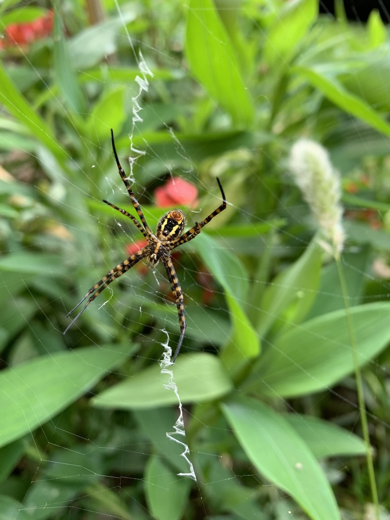 Banded Garden Spider from Departamento de Cusco, PE on January 2, 2021 ...