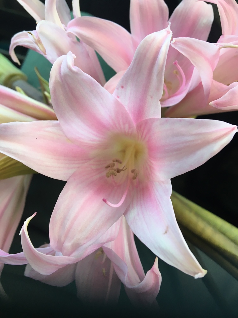 Belladonna Lily from Spring Gully Road, Spring Gully, VIC, AU on ...