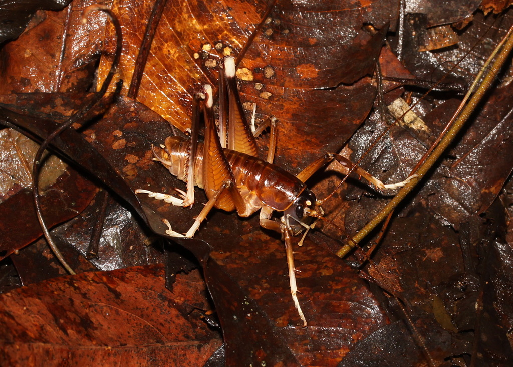Penalva flavocalceata from Cairns QLD, Australia on January 10, 2021 at ...