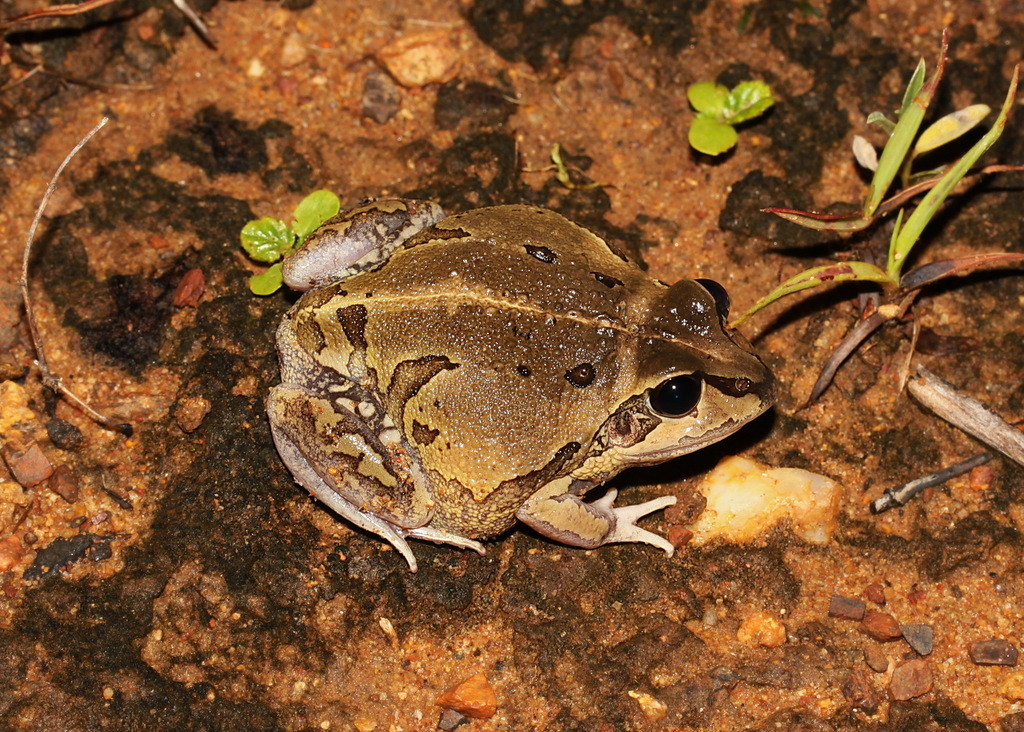 Short-footed Frog from Chillagoe QLD 4871, Australia on January 15 ...