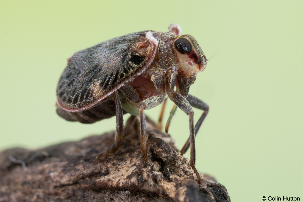 Togoda africana from Antsiranana Rural, Madagascar on March 12, 2019 at ...