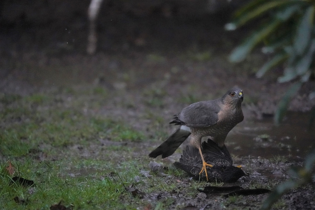 Sharp-shinned Hawk from Richmond, BC V7E 5L9, Canada on February 2 ...