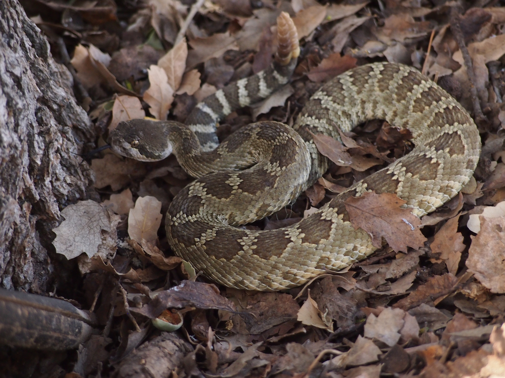 Western Rattlesnake from paso robles on August 31, 2013 at 04:37 PM by ...