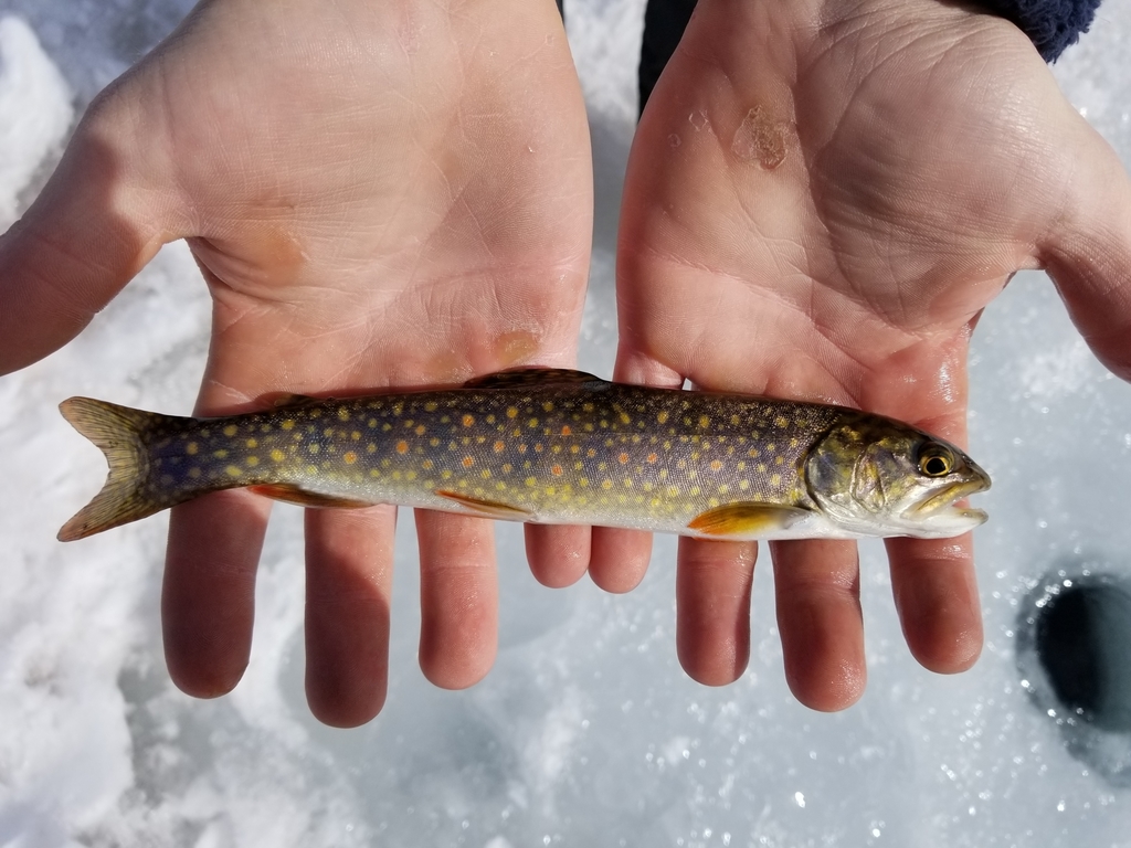 Splake from Ishpeming, MI 49849, USA on March 28, 2018 by operculum_ben ...