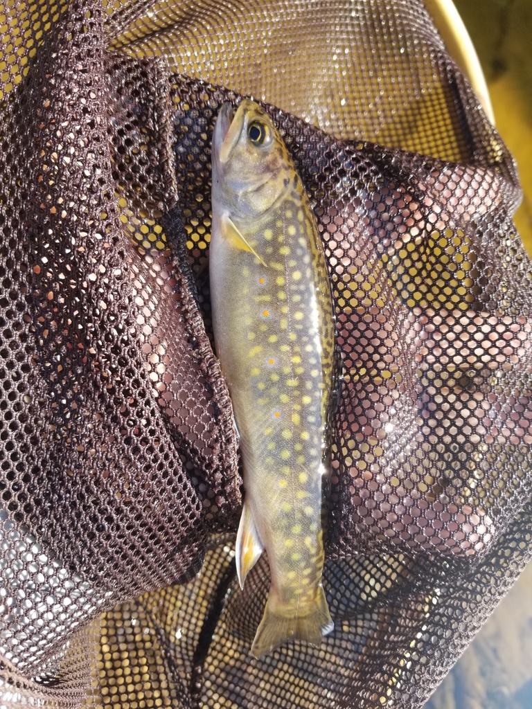 Brook Trout from Marquette Township, Marquette, MI, USA on June 4, 2019 ...
