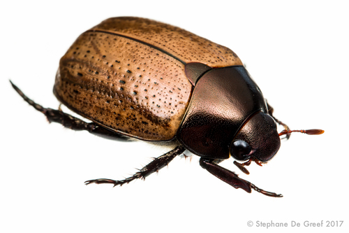 Anomala ruatana · iNaturalist Ecuador