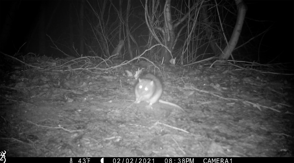 Brown Rat in February 2021 by Tig. Pulling an Earthworm from the ground ...