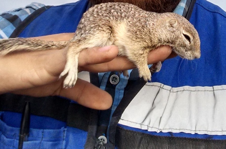 Spotted Ground Squirrel in January 2017 by Cody Rudy Primero Corral ...