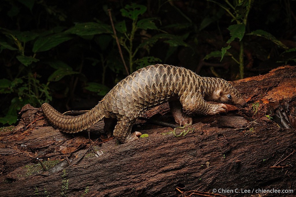 Sunda Pangolin in October 2009 by Chien Lee · iNaturalist