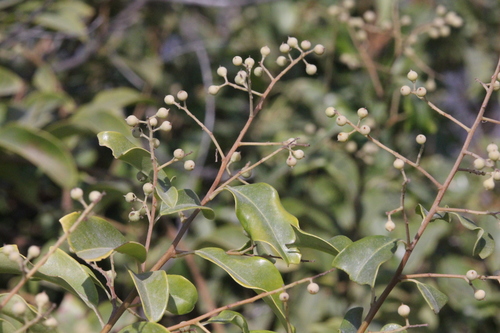 Embelia undulata · iNaturalist