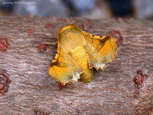 Dysodia viridatrix · iNaturalist