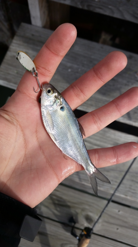 American Gizzard Shad from ST CLR SHORES, MI 48080, USA on December 09 ...