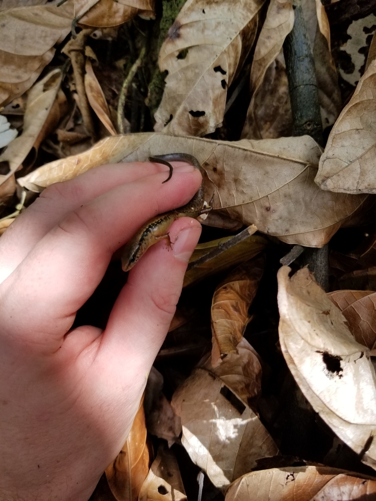 Brown Forest Skink from Siuna, NI-AN, NI on February 3, 2021 at 02:36 ...