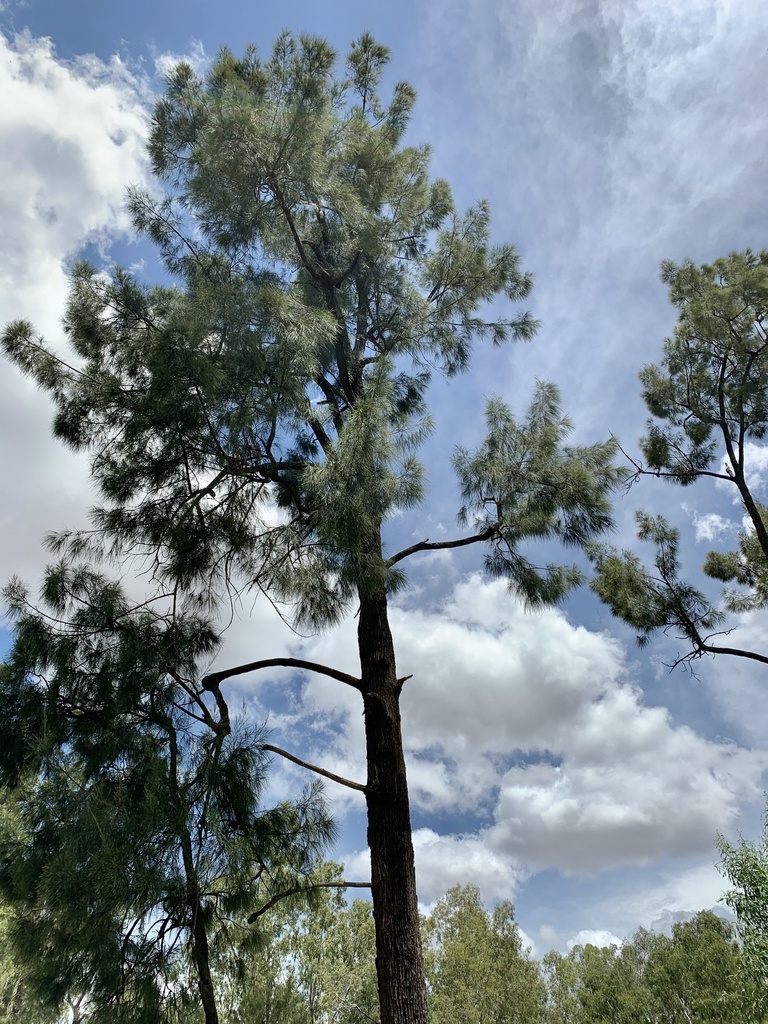 River sheoak from Botonical Gardens, Emerald, QLD, AU on February 05 ...
