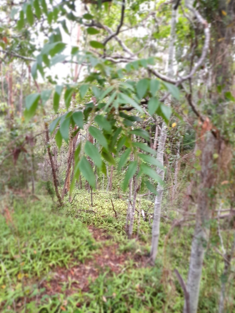 Fern Top from Bellbird Park on February 5, 2021 at 04:13 PM by Martin Jones. Leaves are ...