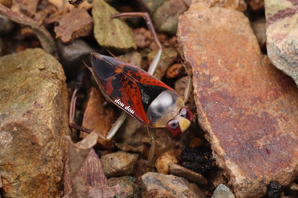 Notonecta montandoni from 中国江苏省南京市玄武区板仓村 on October 24, 2020 at 09:21 ...