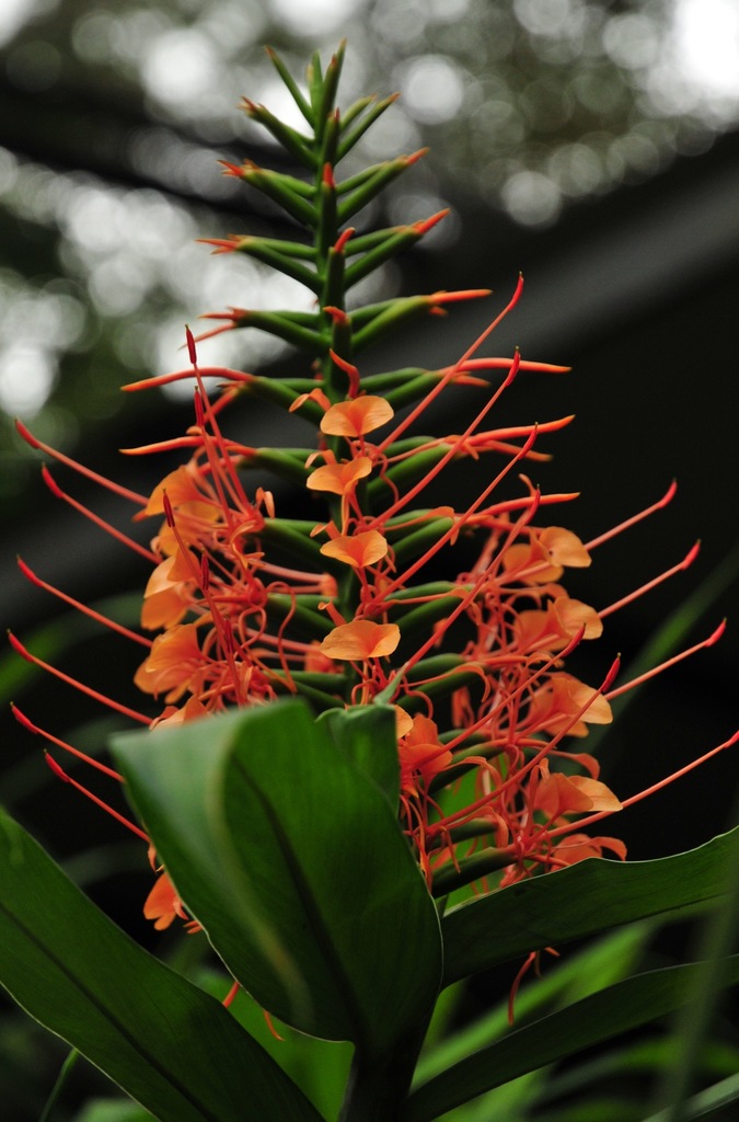 Hedychium Coccineum