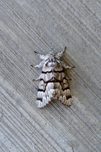 Panthea guatemala · NaturaLista Colombia