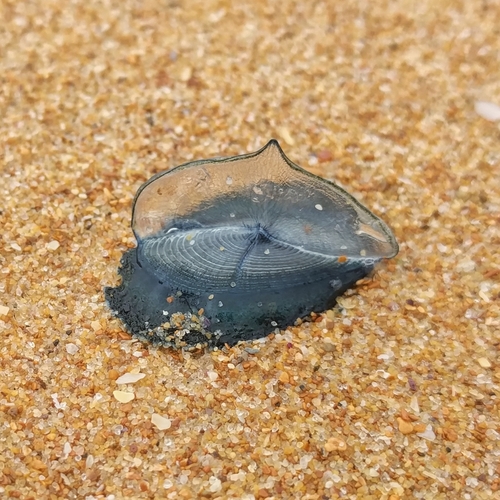 Observations by jonathan_pugh · iNaturalist