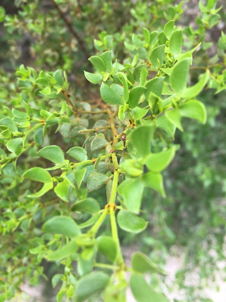 Creosote Bush from Sabinas, Sabinas, COAH, MX on October 15, 2017 at 04 ...