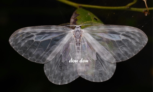 Deroca hidda · iNaturalist