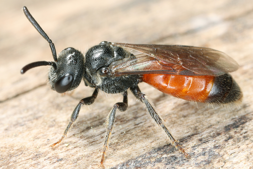 Blood Bees from Murtal, Österreich on April 30, 2016 at 08:13 PM by ...