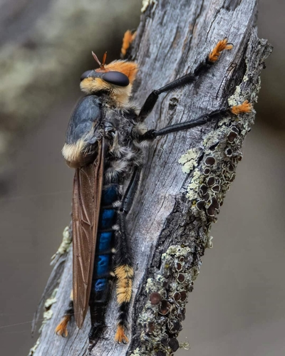 Genus Phellus · iNaturalist United Kingdom