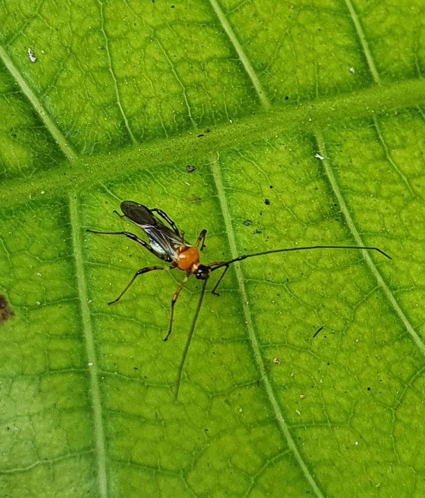Mosquito Bugs from Salvacion, Busuanga, Palawan, Philippines on ...