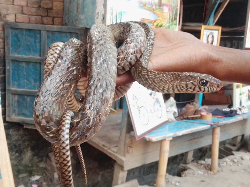 Oriental Rat Snake from Kheyaghat Bridge, Isamoti River, পাবনা ...