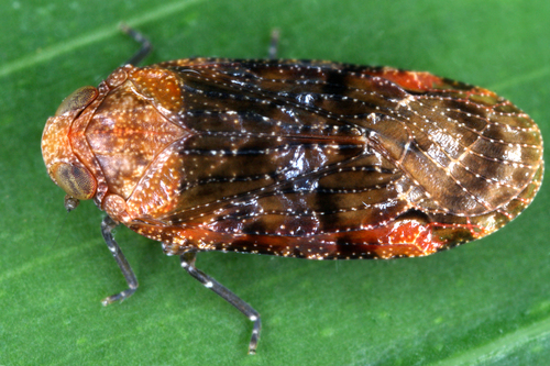 Genus Rupex · iNaturalist